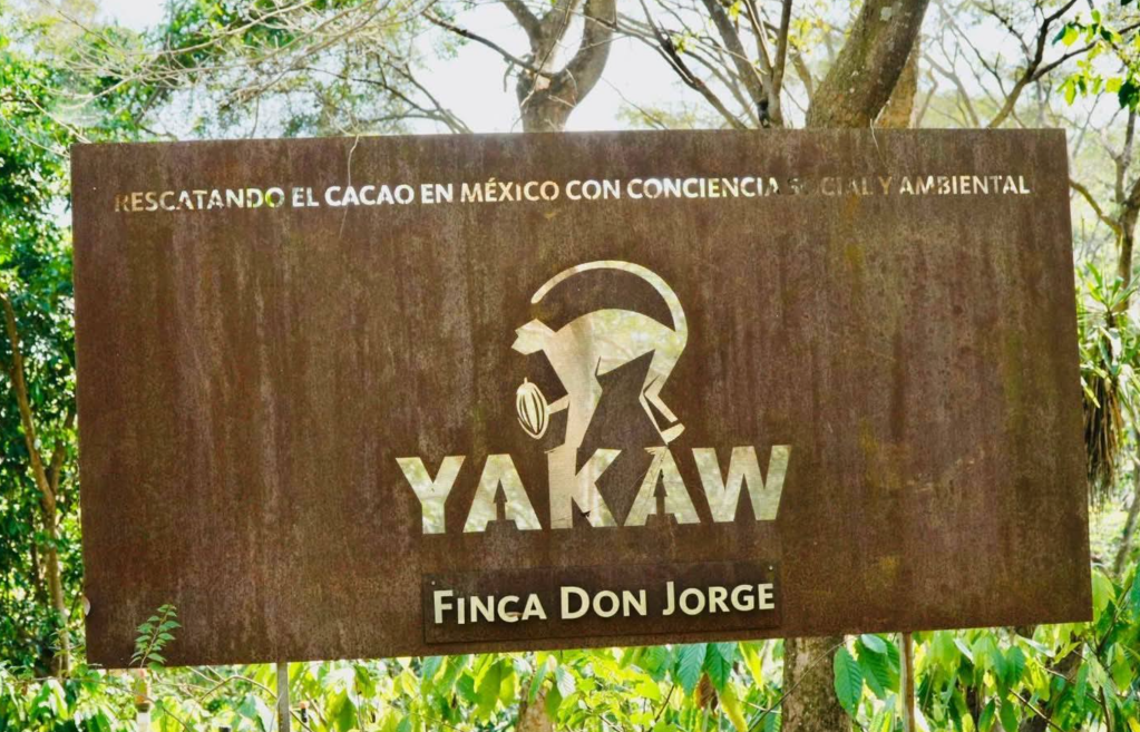 Rescate y Producción de Cacao: El Compromiso de Finca Don Jorge en Tapachula - Alerta Chiapas